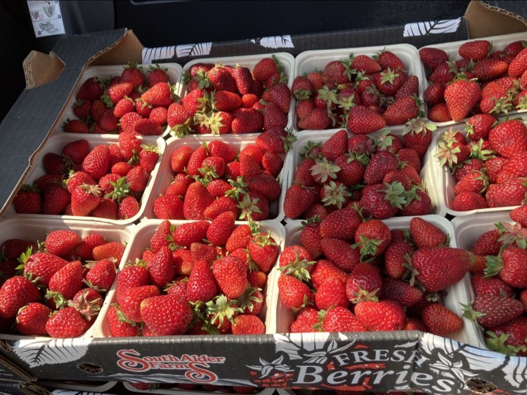 Taste the fresh BC Strawberries – St. Paul's Anglican Cathedral